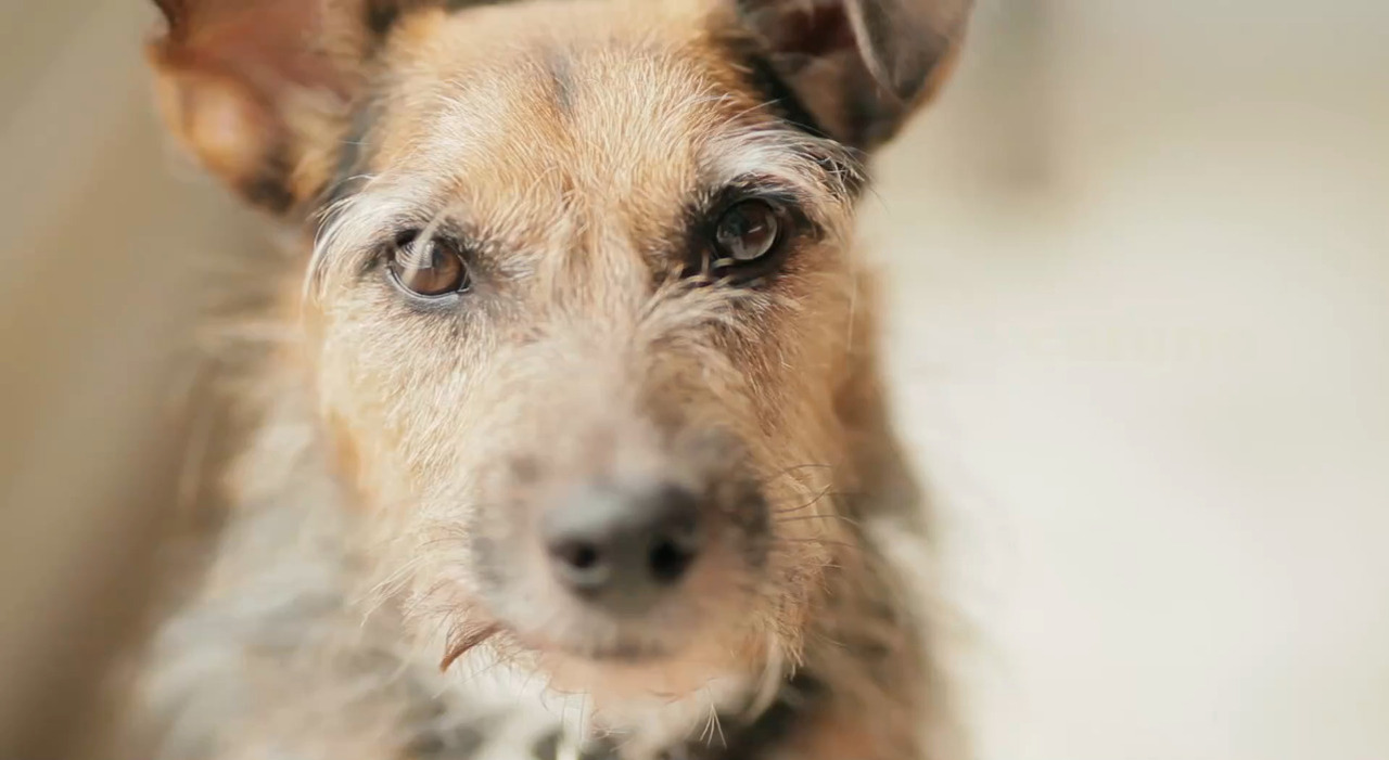 Giornata del cane in ufficio: come capire il comportamento del cane e ...