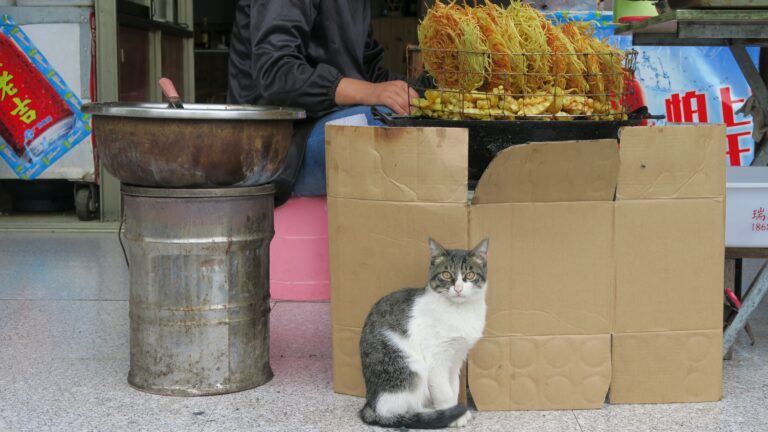 Honderden katten gered uit illegale dierenhandel in Vietnam