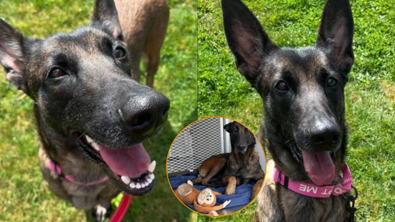 She was abandoned on the street, but this brave dog never let go of her ...