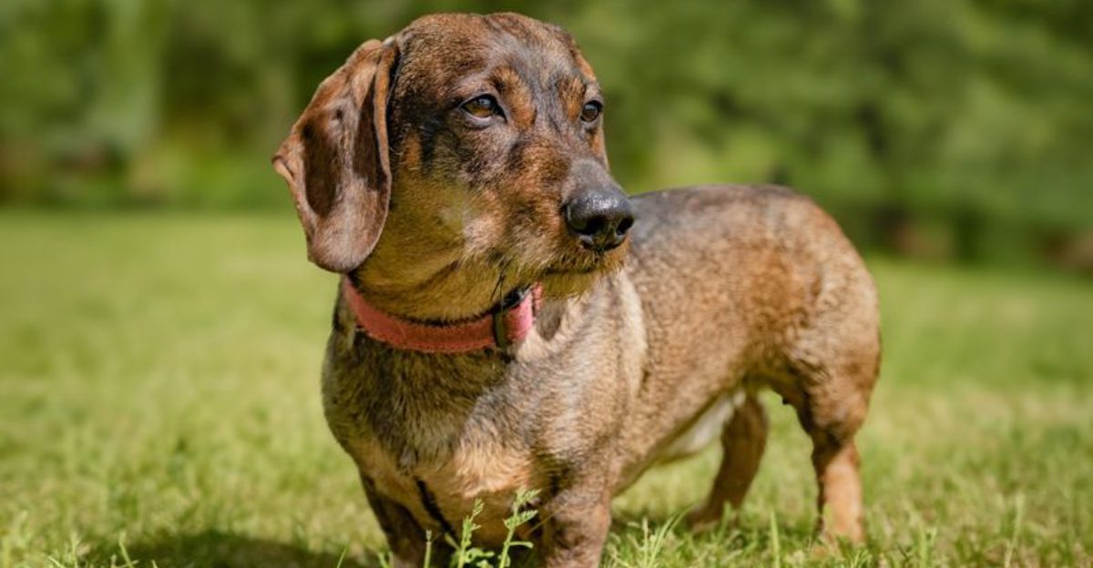 12 dog breeds that form exclusive bonds and sometimes cause household ...