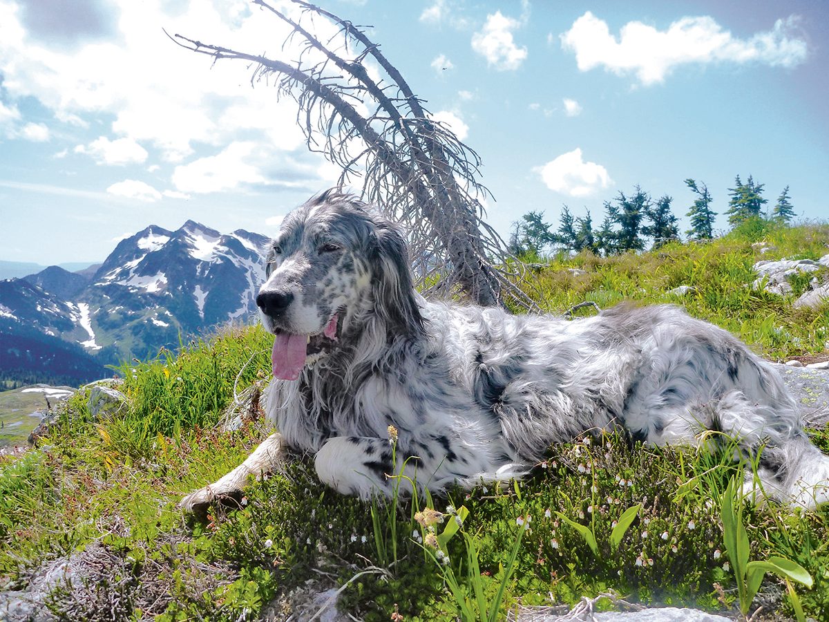 Heartwarming dog stories that’ll make you smile