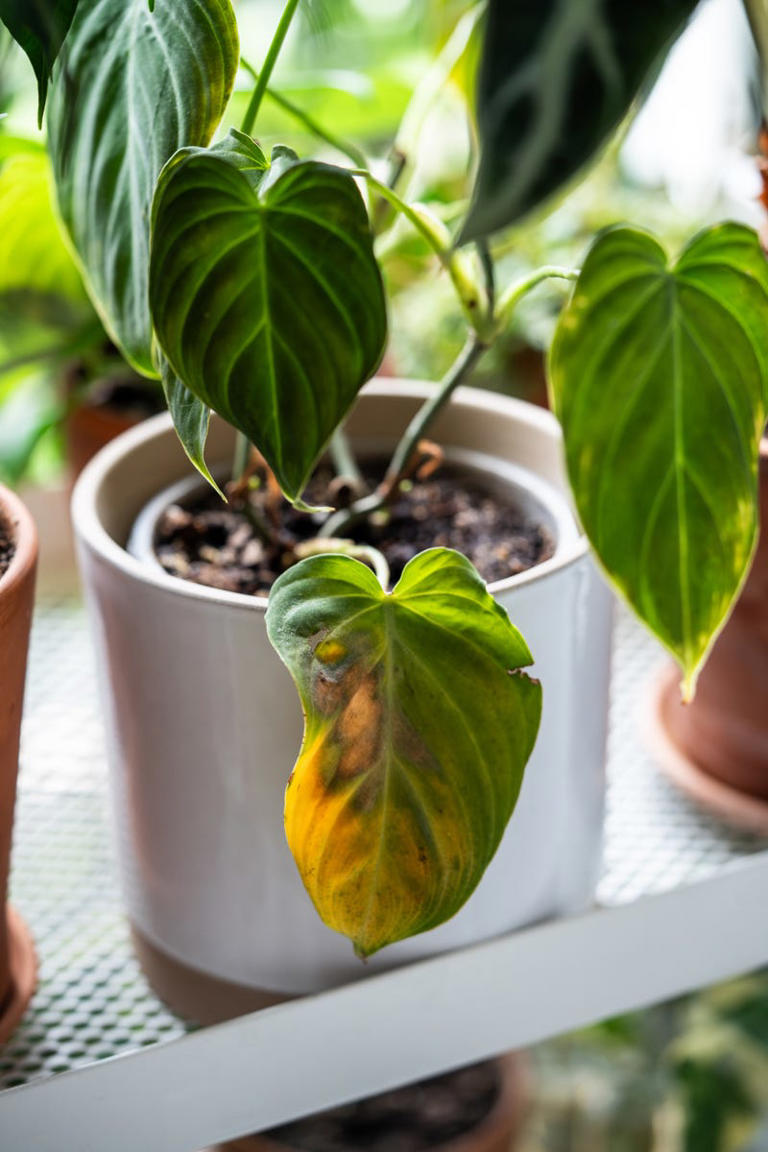 The common blind mistake that's causing houseplants to burn this summer