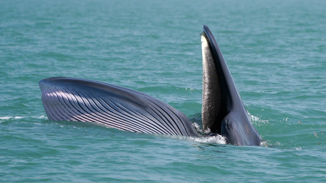 Rare Bryde's whale spotted off K'gari in rare encounter