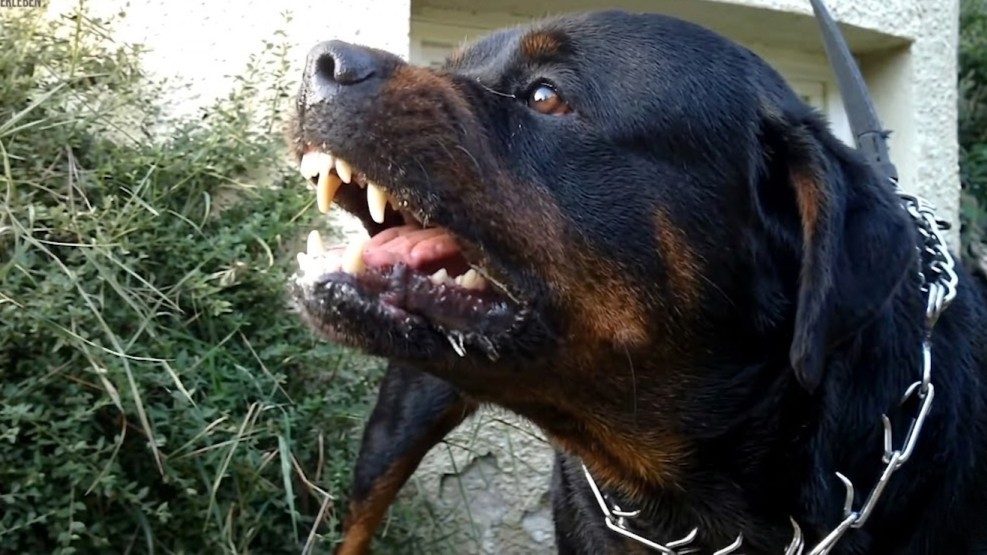 A 7-year-old approached the dog - seconds later it grabbed her face