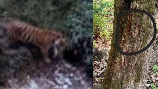 Tiger spotted in Himachal’s Sirmaur suspected to be missing Rajaji big cat