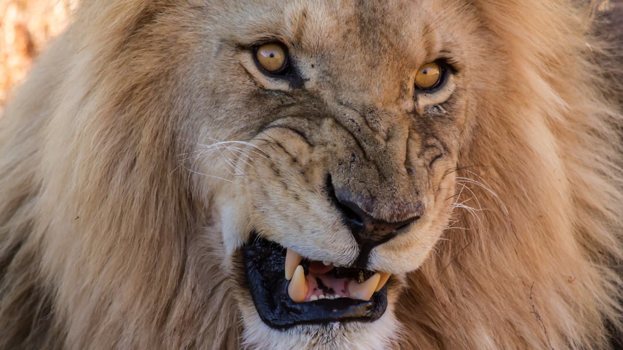 Lion snatches girl at Pittsburgh Zoo before father’s daring rescue ...