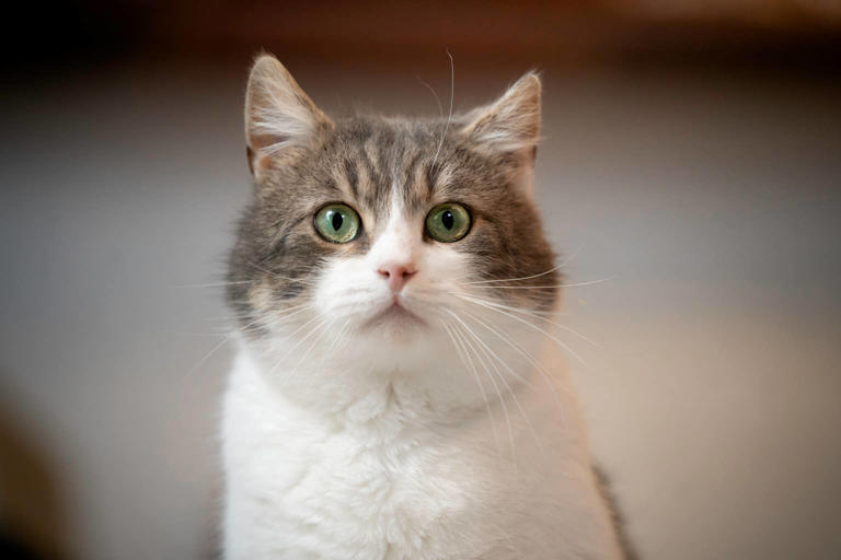 The 5 most common mistakes new cat parents make (and how to fix them)