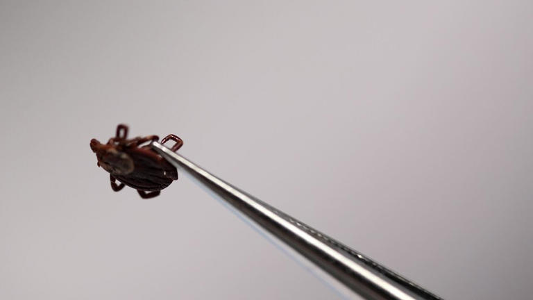 NB website shows where you might be at higher risk of finding ticks