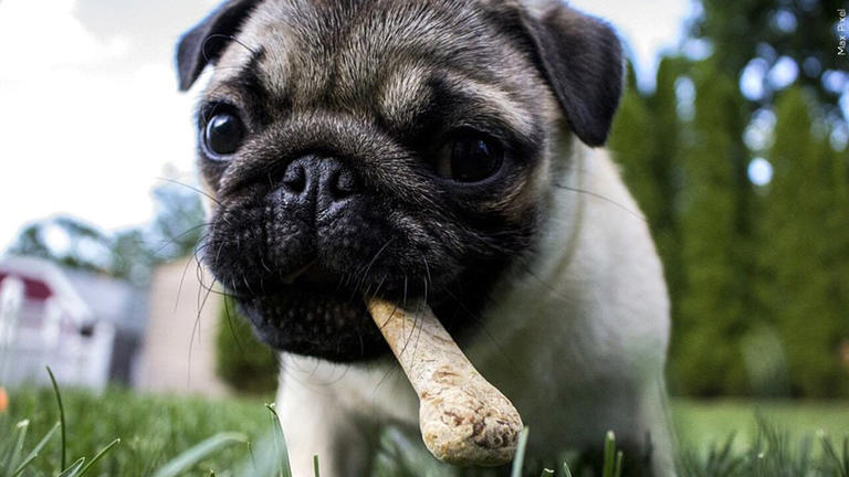 Police warn of TikTok trend that could kill dogs