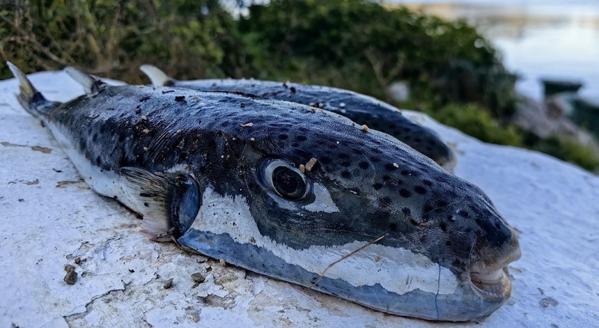 Peixe-sapo de bochechas prateadas causa alarme nas praias da Grécia