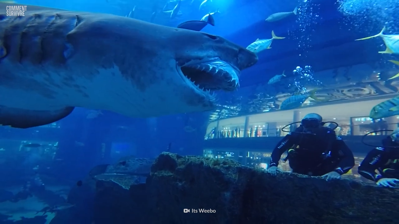 Un grand requin blanc de 5,5 mètres lui a arraché la jambe - puis un ...