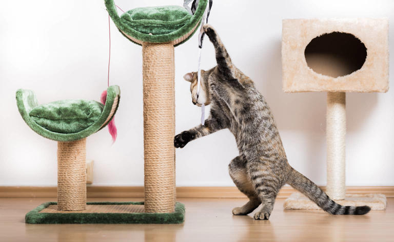 The 5 most common mistakes new cat parents make (and how to fix them)