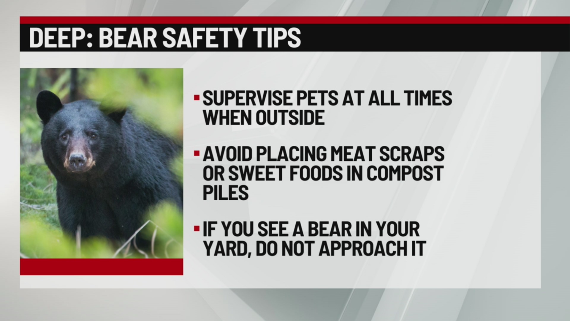 CTDEEP warns of increased bear activity in Connecticut