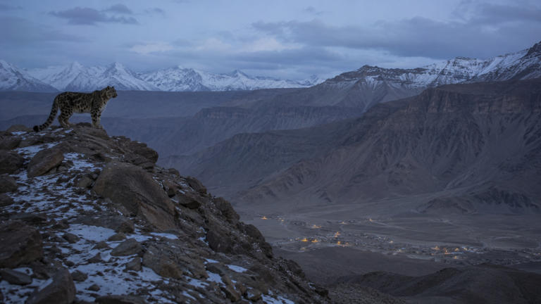 Ladakh’s snow leopard conservation body could change big cat protection ...
