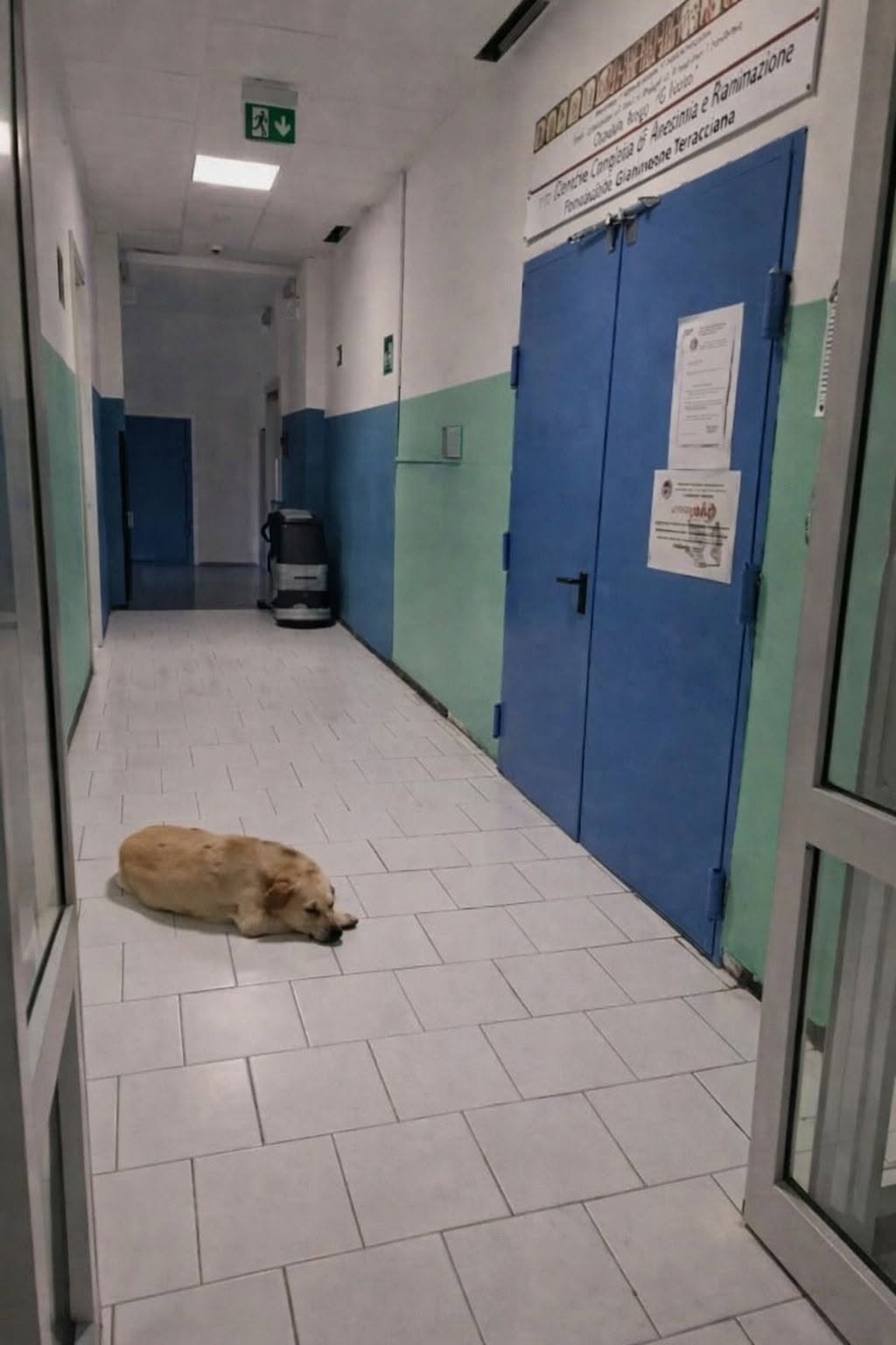 Mercato San Severino saluta Coco, il cane che per dieci anni è rimasto ...