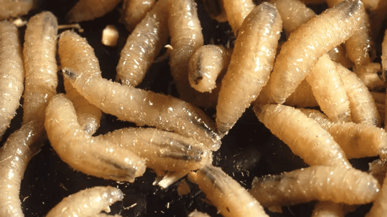 As parasitic screwworm threatens US beef cattle industry, NYS officials ...