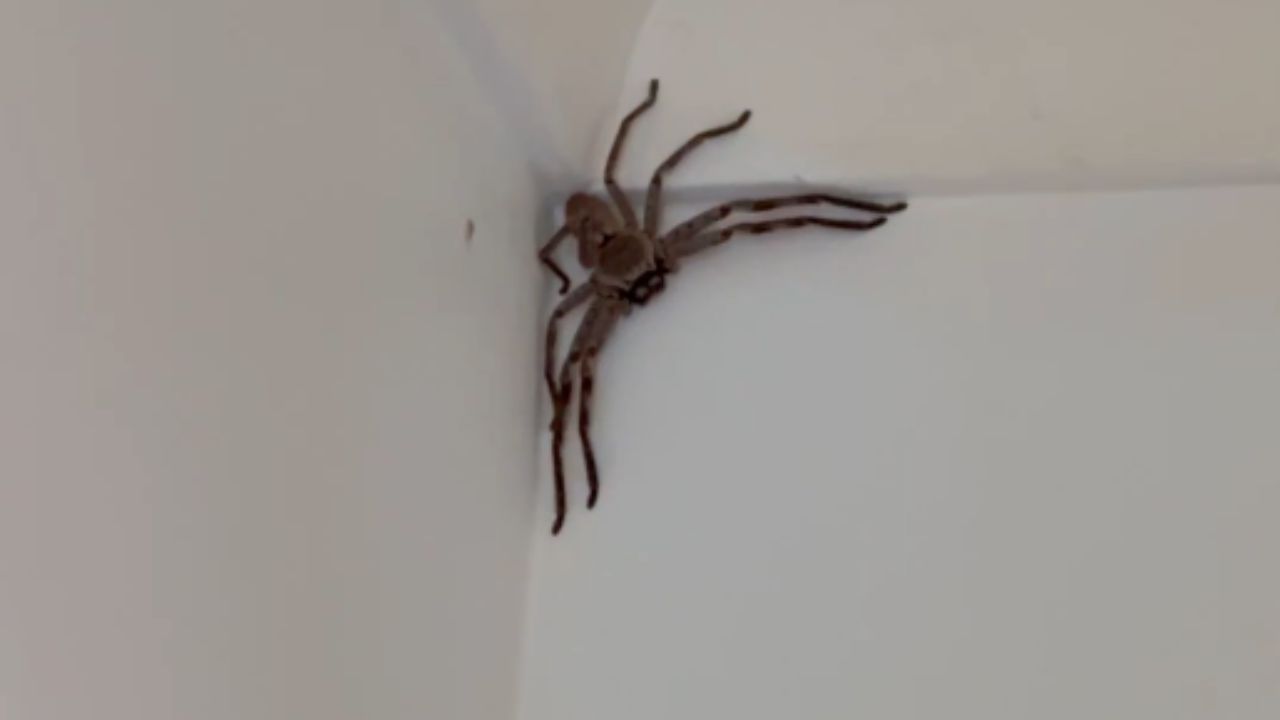Panic erupts as family battles giant spider in new Aussie home