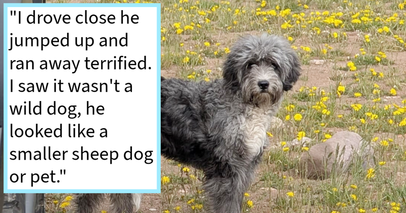 Goldendoodle found lost and scared in Utah by hiker carefully coaxed ...