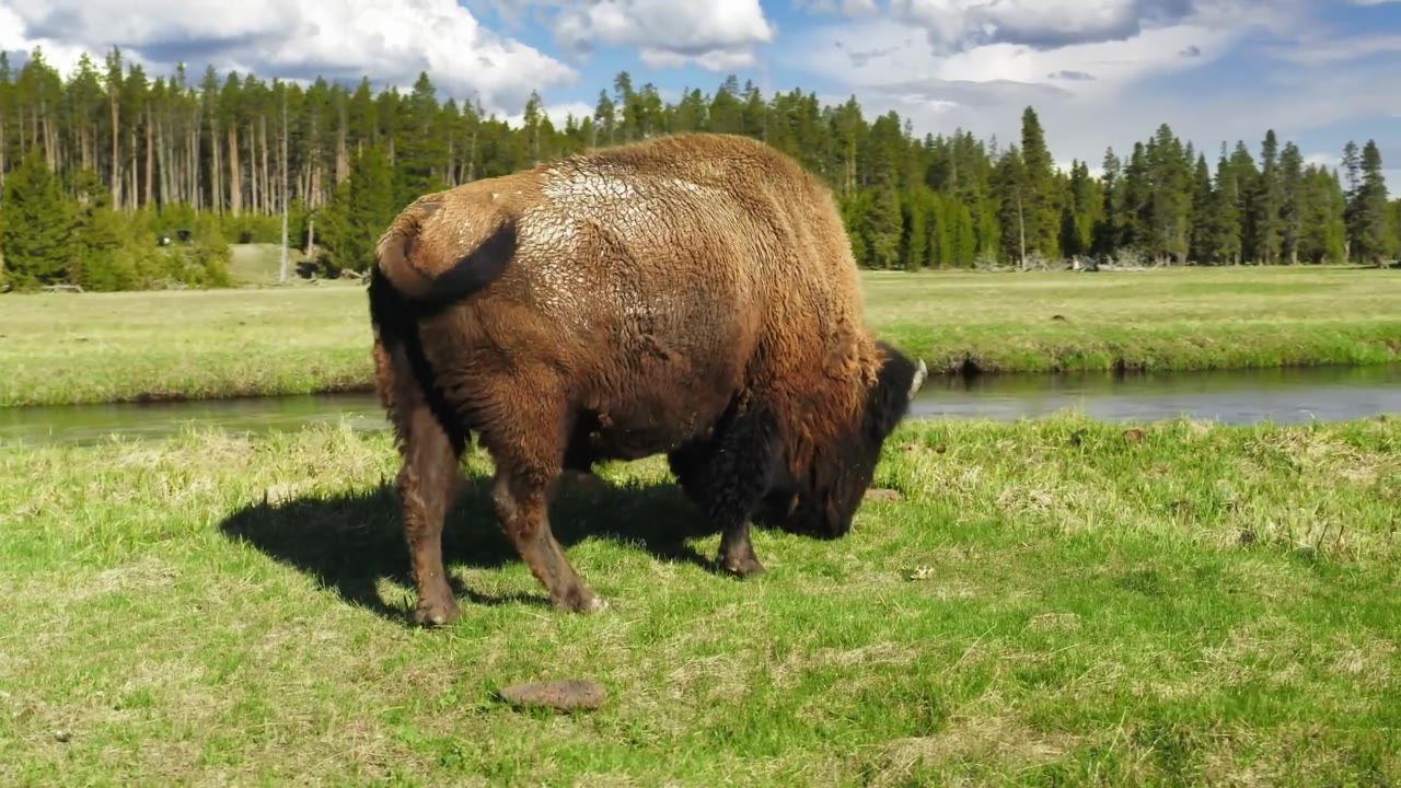 Bison returned to broken land - then the food crisis looked different