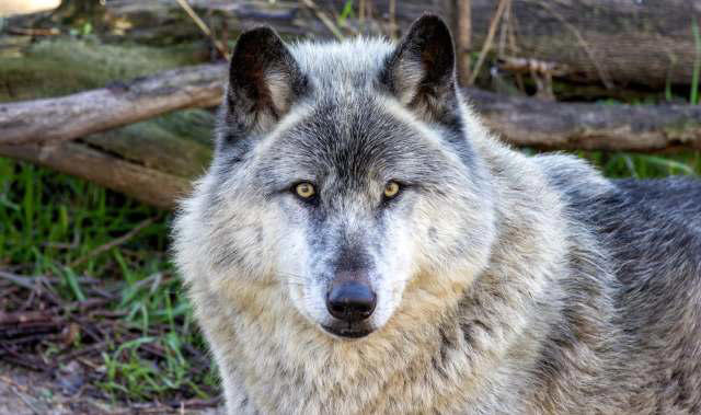 Famous Yellowstone wolf comeback story faces scrutiny after re-analysis ...
