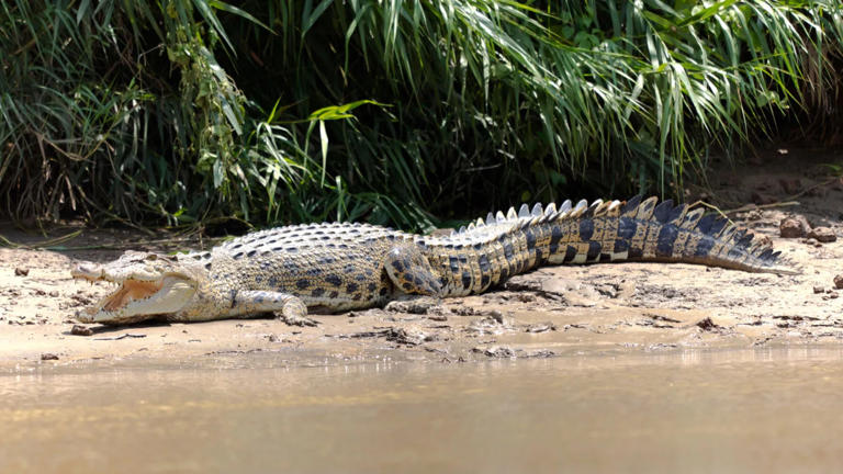 Australia’s new crocodile management hub shows the challenge of living ...