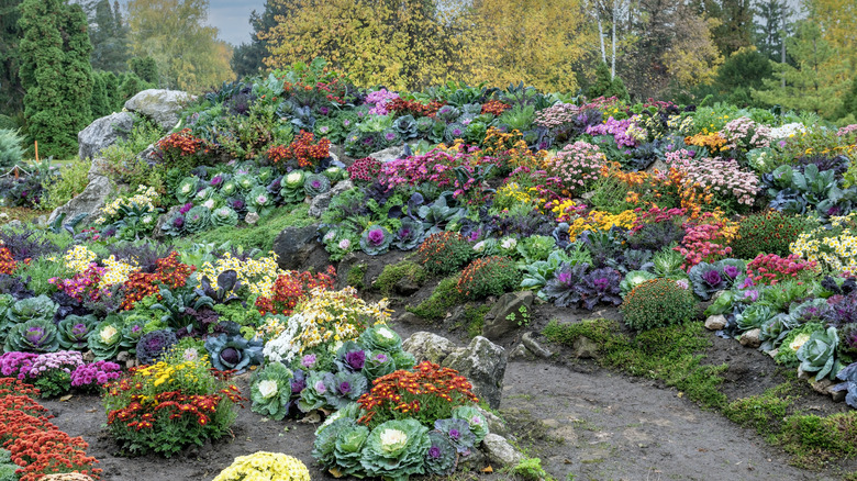 'Drama and intrigue:' The kale variety you should grow for both beauty ...