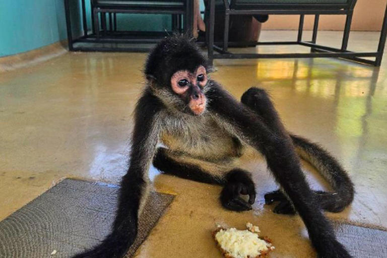 Baby Mexican spider monkey proves smarter than a Darlington man
