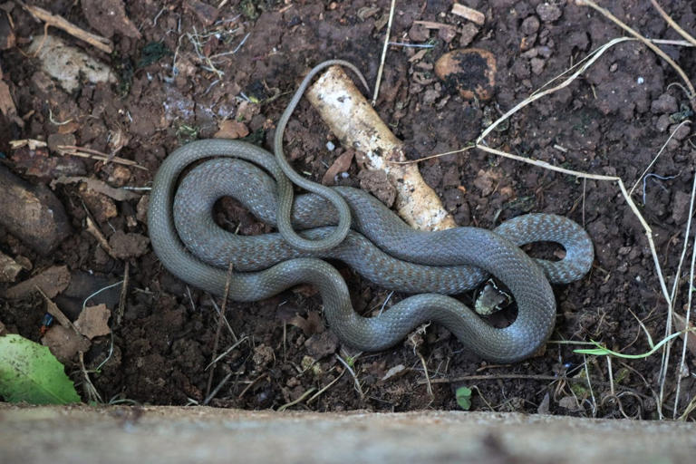 Saper riconoscere una vipera da una biscia per superare la paura: le ...