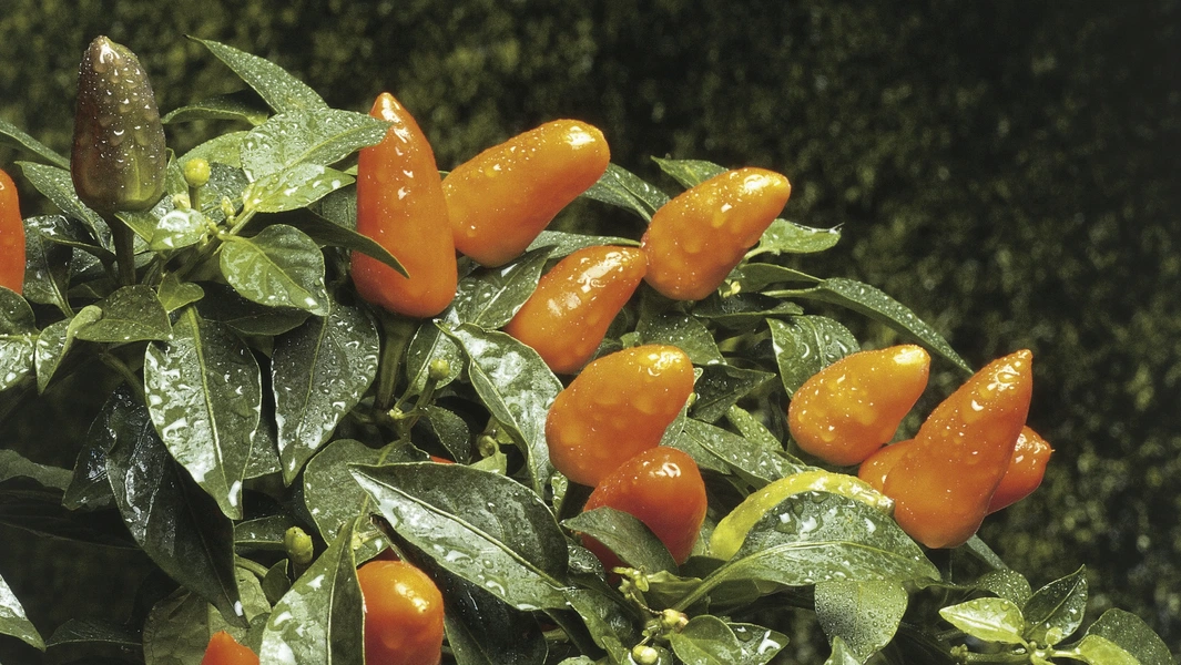 Why your body loves spicy food