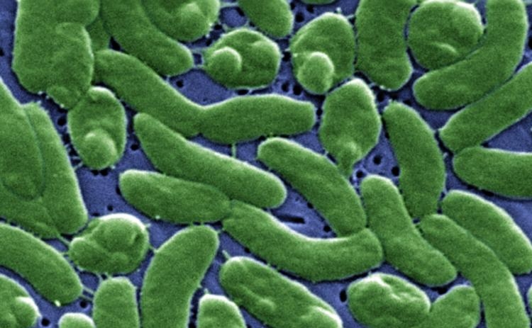 États-Unis : un adolescent de 17 ans infecté par une bactérie mangeuse ...