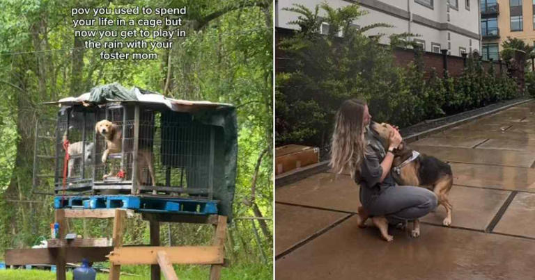 Rescue dog spent most of his life in a cage but now loves the outdoors