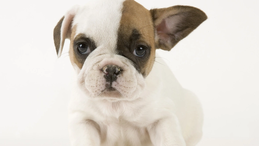 French bulldog tops US breed list despite health risks