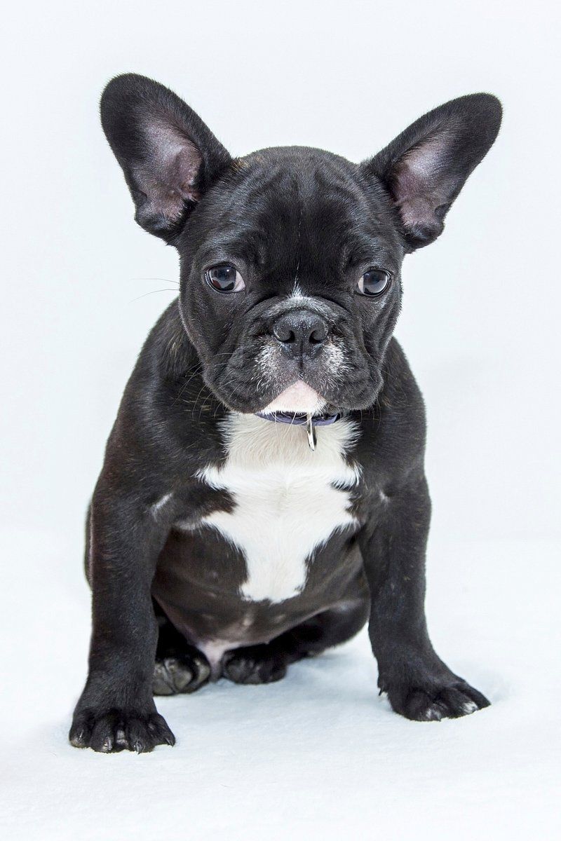 Your dog keeps scratching? These 12 breeds often have problems that go ...