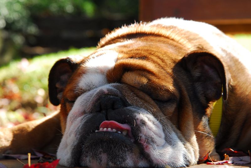 Your dog keeps scratching? These 12 breeds often have problems that go ...