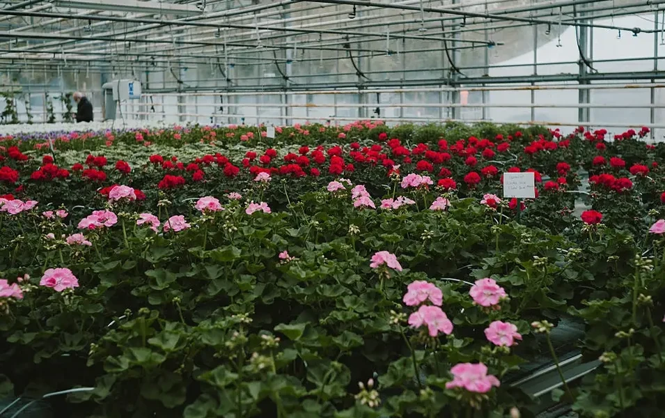 Geranium care tips for endless summer blooms