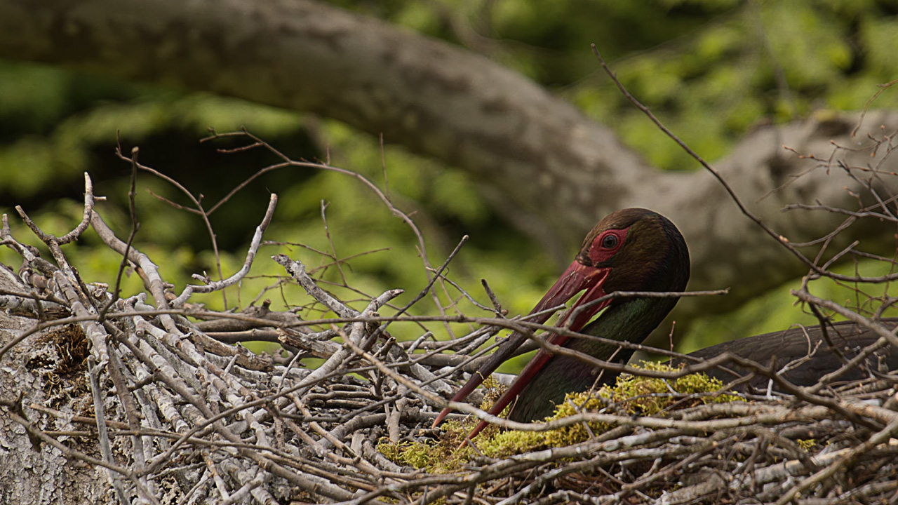 The secret lives of rare mountain nesting black storks