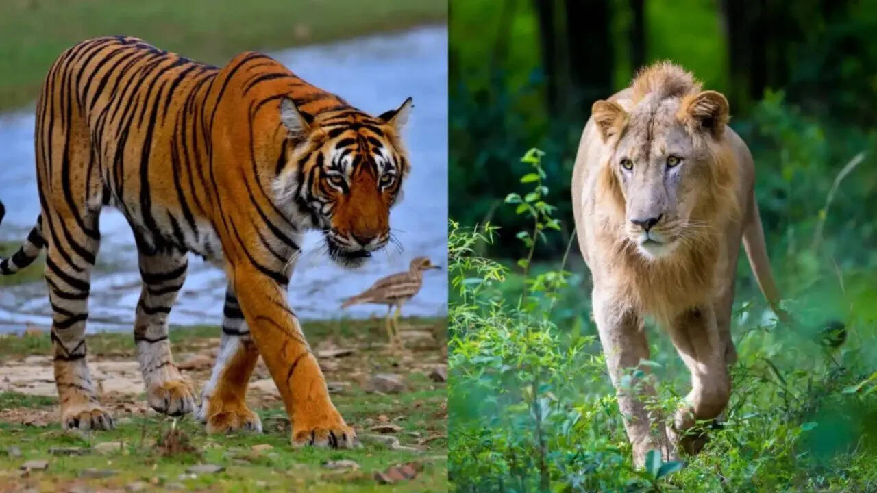 Tiger vs lion: Who would win in strength, speed and hunting skills?