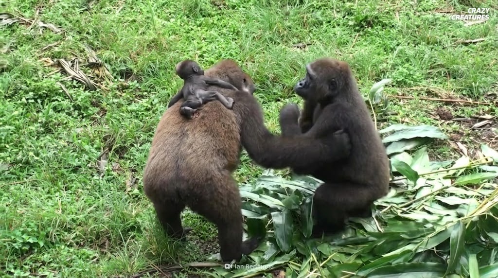 Watch what happens when animals become awkward teenagers