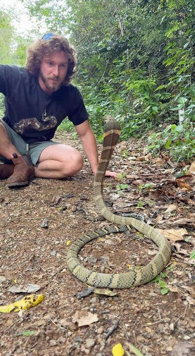 Wild king cobra!