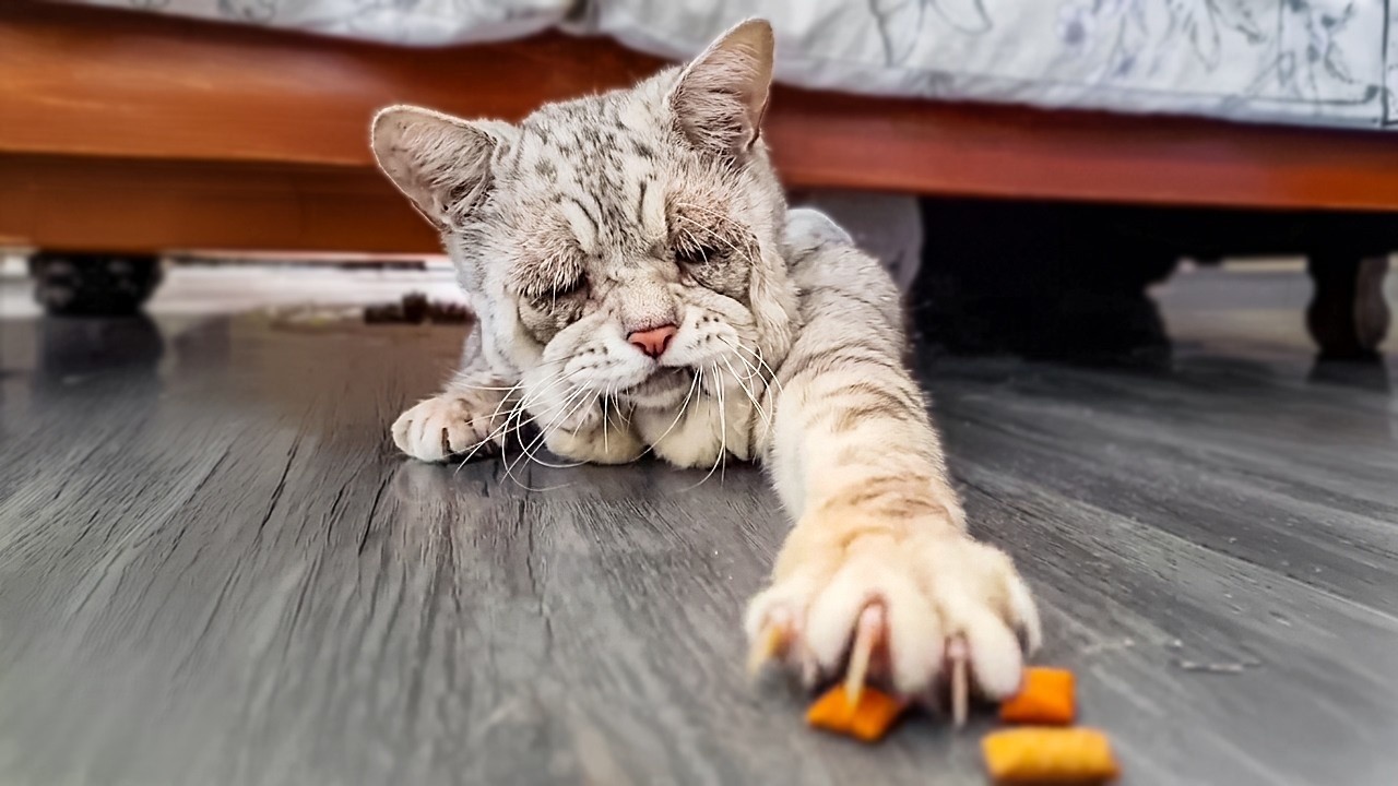 Cat with a rare condition found a brother - and refused to let him out ...