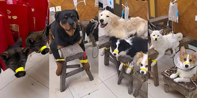 Ex-China military dog handler has 5 million online followers for low ...
