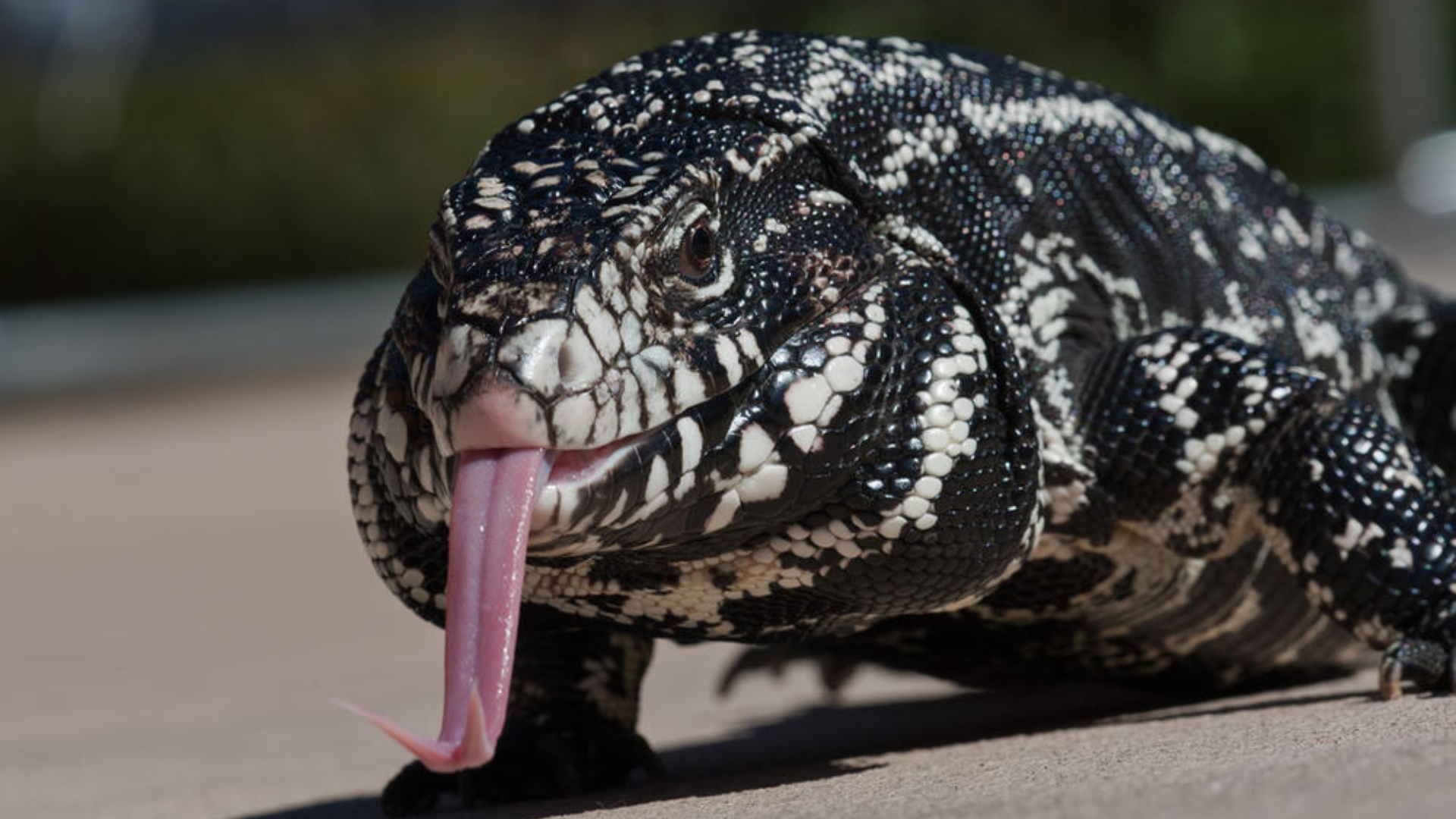 The Argentine tegu is becoming an invasive lizard problem in Georgia