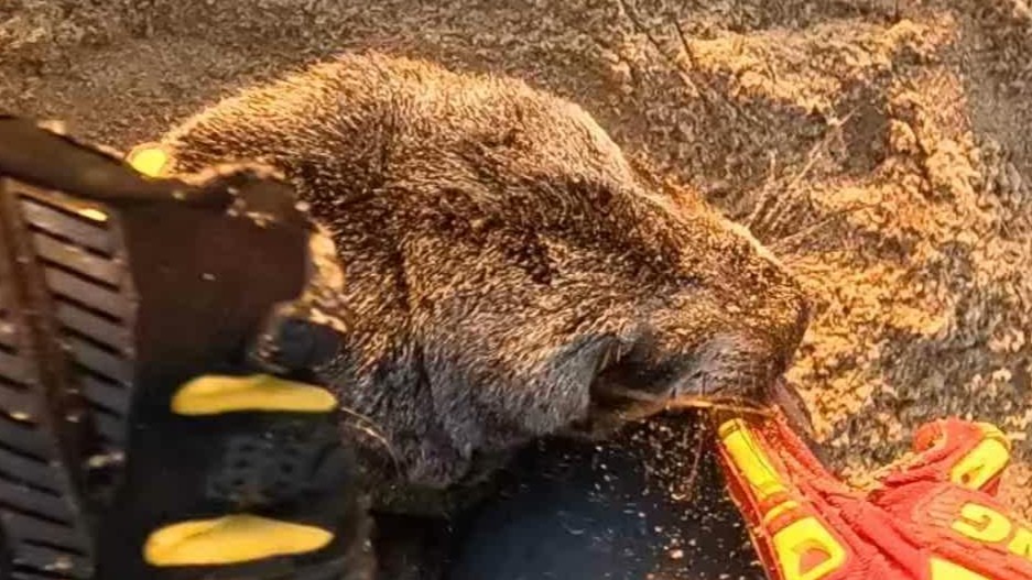 This poor seal thought he was going to die... fighting for his life