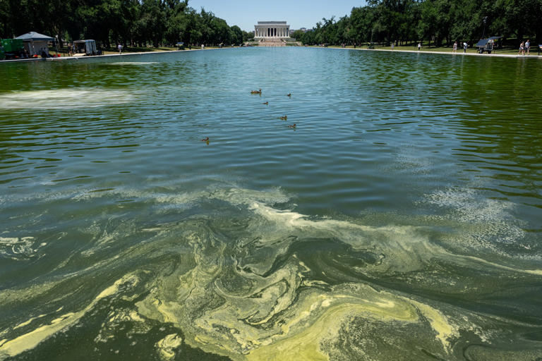 Jimmy Kimmel taunts Trump over DC’s algae-infested Reflecting Pool