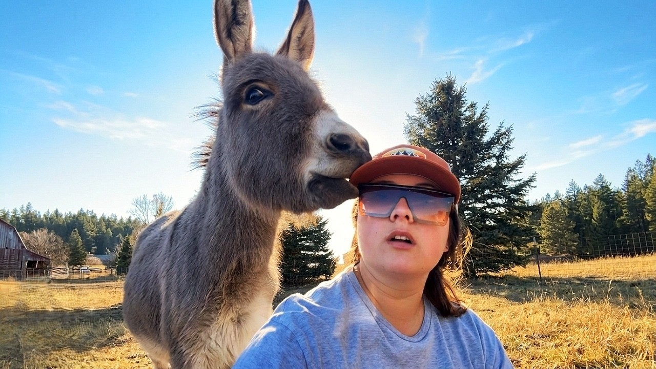 300-pound donkey thinks he’s a tiny lap dog - and refuses to act his size