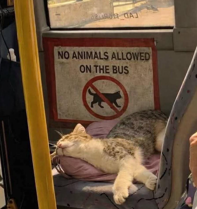 A World Cup of pet memes for soccer fans with furballs
