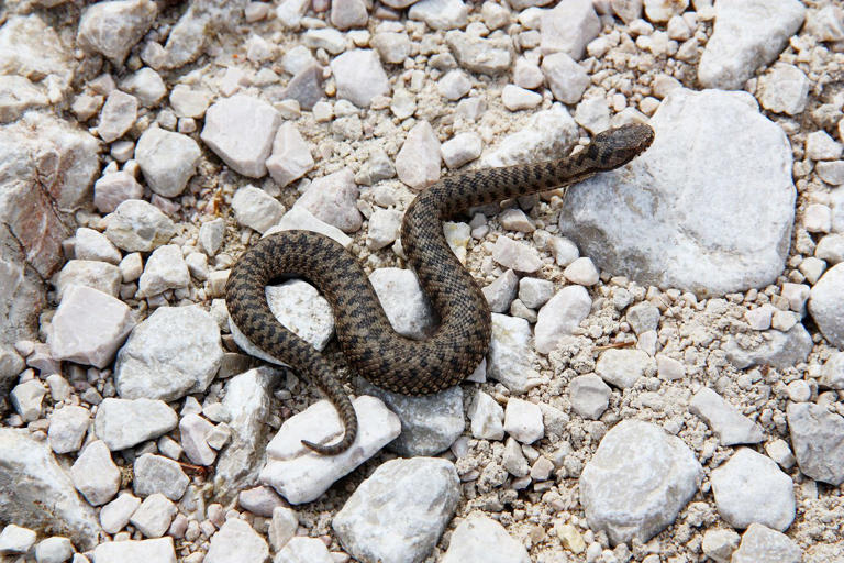 Saper riconoscere una vipera da una biscia per superare la paura: le ...