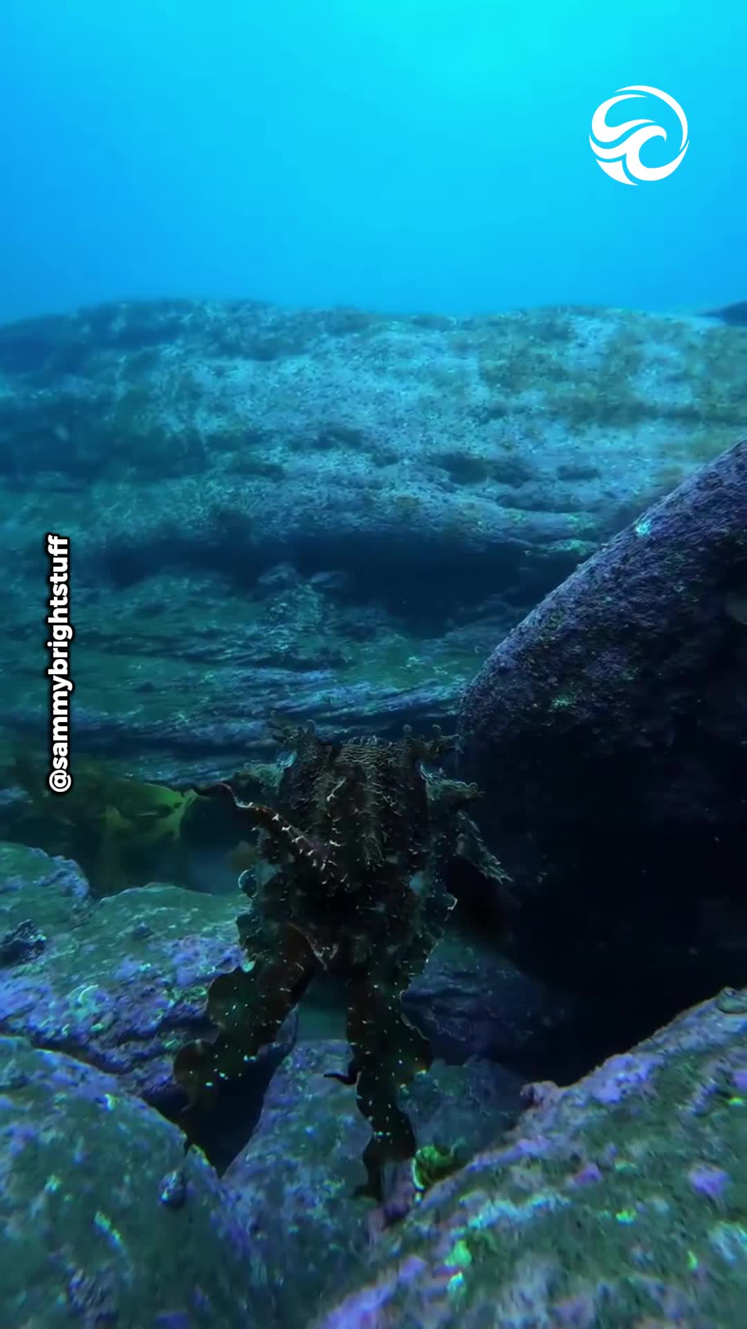 The ocean's ultimate shape-shifter caught on camera