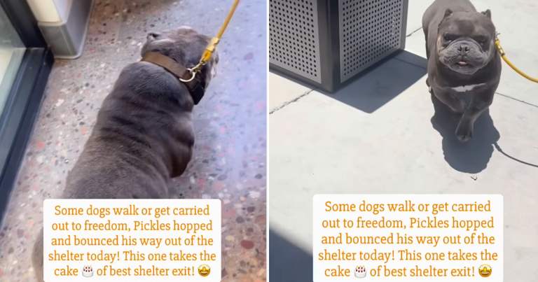 Rescue dog doesn't walk but hops his way out of shelter for freedom