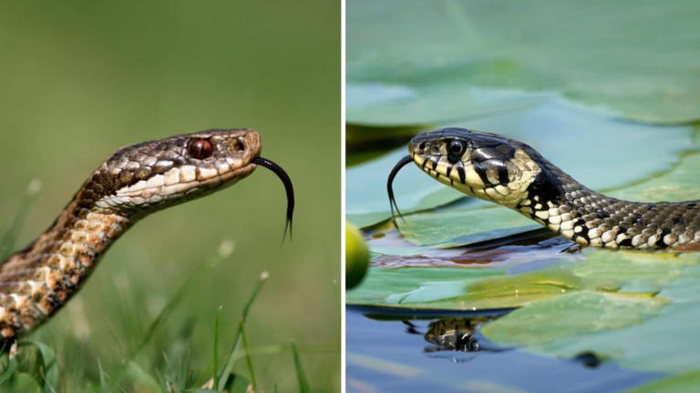 Saper riconoscere una vipera da una biscia per superare la paura: le ...